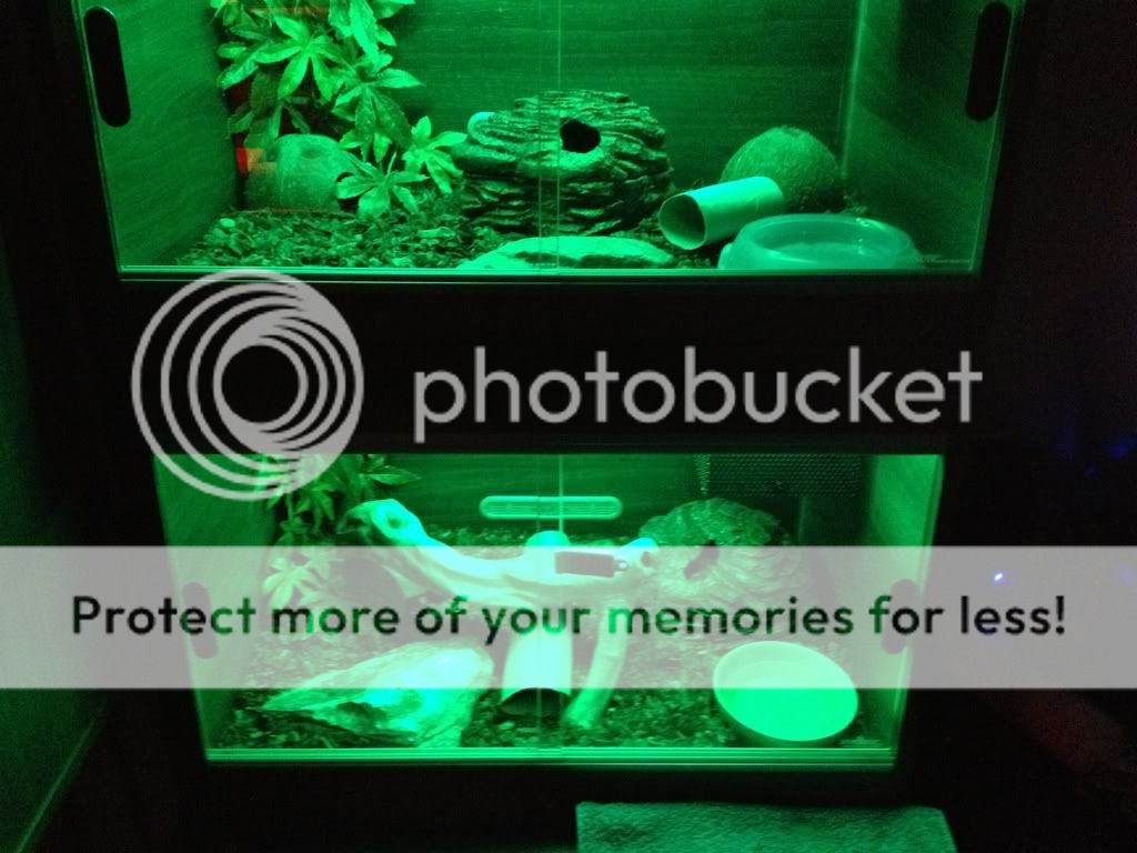 Need a little help on a viv. | Reptile Forums