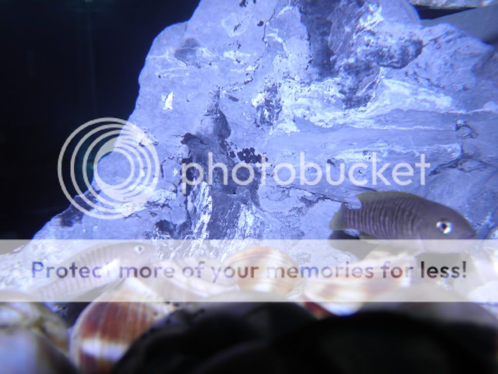 Yellow Finned Multi? | Cichlid Fish Forum