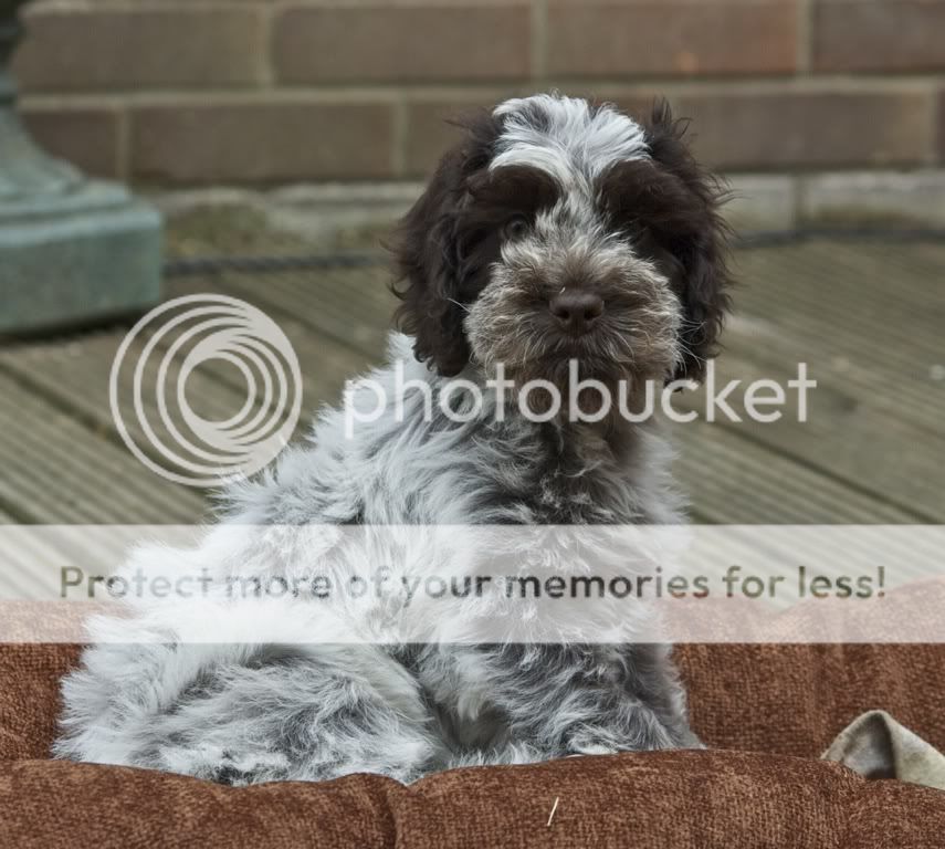 Roan colour changes | I Love My Cockapoo Forums