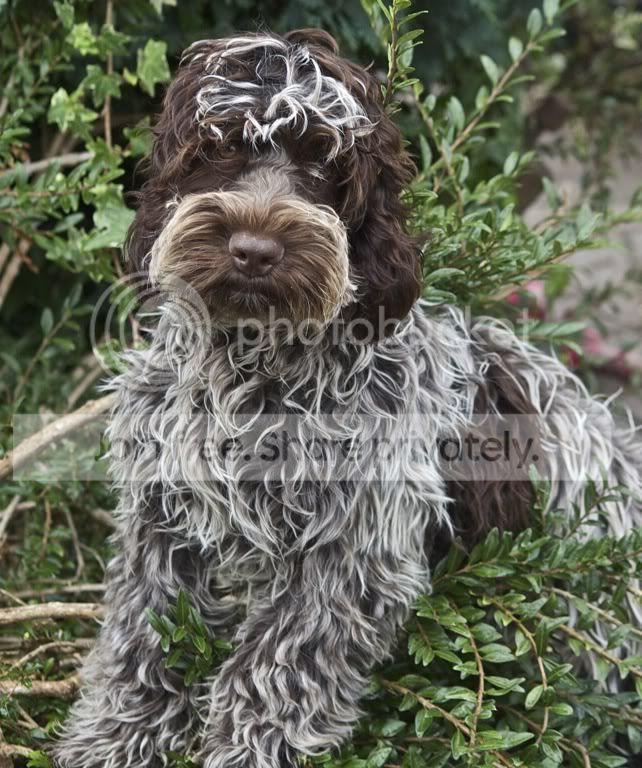 Roan colour changes | I Love My Cockapoo Forums