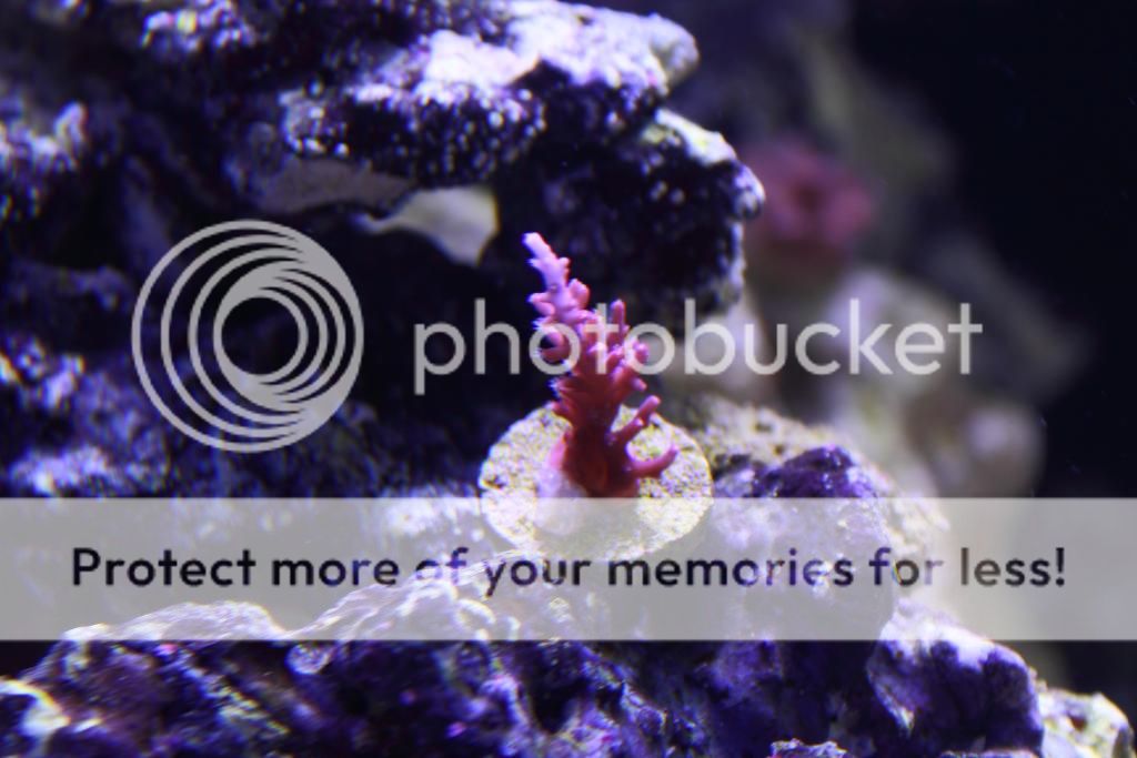 Coral of the Week: Red dragon Acropora | Reef2Reef