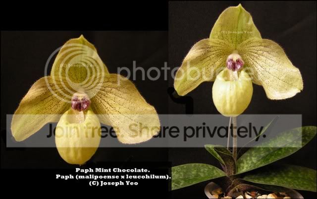 Paph Mint Chocolate | Slippertalk Orchid Forum