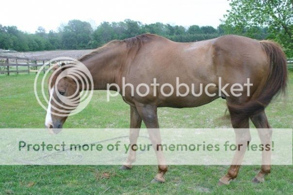 Viewing a thread - Help! How to correct a horse with an ewe neck??