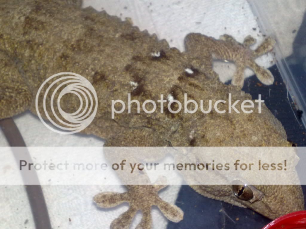 Unidentified gecko... | Reptile Forums